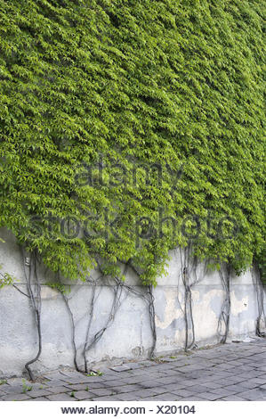 Sidewalk, defensive wall, climbing plants, detail, sidewalk Stock Photo ...