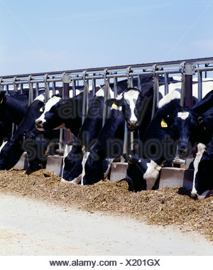 FEEDING CORN SILAGE TO DAIRY COWS / CALIFORNIA Stock Photo - Alamy