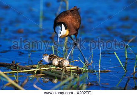 Male African jacana caring for chick and eggs {Actophilornis Stock ...