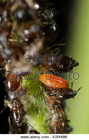 Predatory midge Aphidoletes aphidimyza aphid predator with greenfly ...