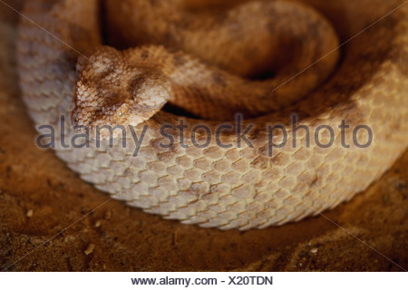 High Angle View Of A Viper Snake; Israel Stock Photo: 52314046 - Alamy
