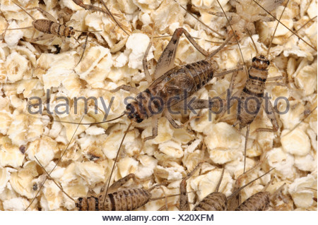 Tropical house crickets Gryllodes sigillatus various stages Stock Photo ...