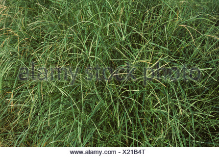 Crowsfoot grass or goosegrass Eleusine indica prostrate grass weed ...