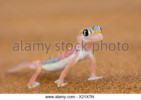Namib sand gecko / web-footed gecko (Pachydactylus rangei) held in ...