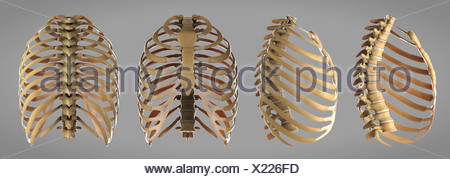 Multiple angles of the skeletal structures of the thoracic cage or ...