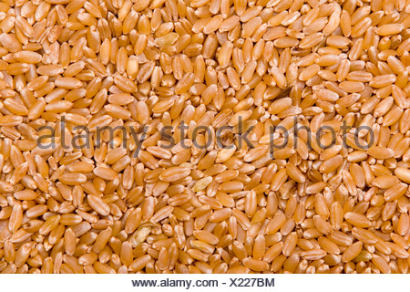 Durum Wheat, Macaroni Wheat (Triticum durum), seeds. Studio picture ...