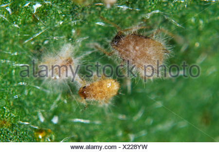 Development of entomopathogenic fungus Verticillium lecanii on aphid ...