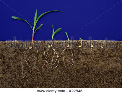 Grain corn (Zea maize) early growth development stages showing root ...