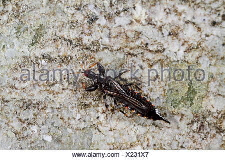 Thunderfly, Thunderbug, Storm fly (Acanthothrips nodicornis ...