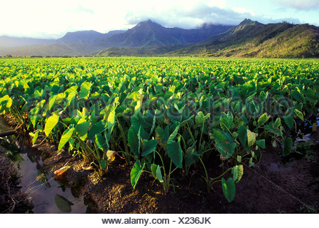 Kalo (taro) loi on a family farm in Hanalei Stock Photo - Alamy