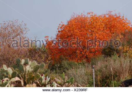 Israel Terebinth tree Pistacia Palaestina in Ein Kobi Stock Photo - Alamy