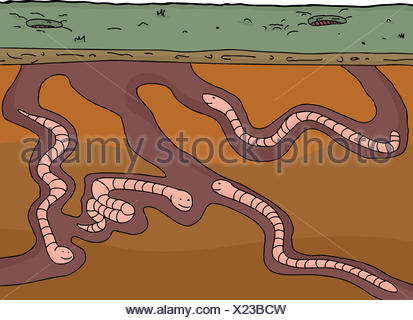 Four cartoon worms digging underground through tunnels Stock Photo ...