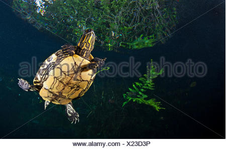 Mesoamerican Slider Turtle in Cenote, Trachemys scripta venusta Stock ...