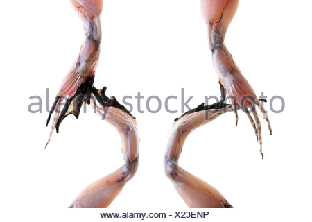 Raw Skinned Frogs Legs Stock Photo: 40194035 - Alamy
