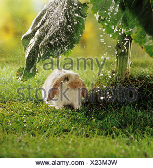 Pygmy rabbit under sunflower leaf in the rain Stock Photo - Alamy