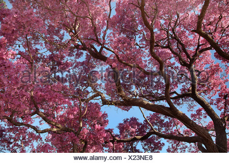 Pau d'arco, Pink Lapacho, Pink Ipe, Purple Tabebuia (Tabebuia ...