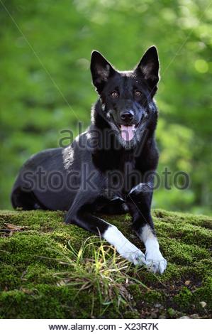 Lapponian Herder, Lapinporokoira or Lapp Reindeer dog, portrait in a ...