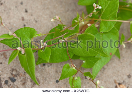 Black bindweed (Bilderdykia convolvulus) weeds climbing in ripe wheat ...