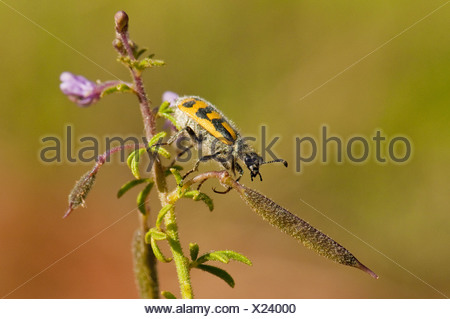 bankenveld ezemvelo grassland highveld insects invertebrates Stock ...