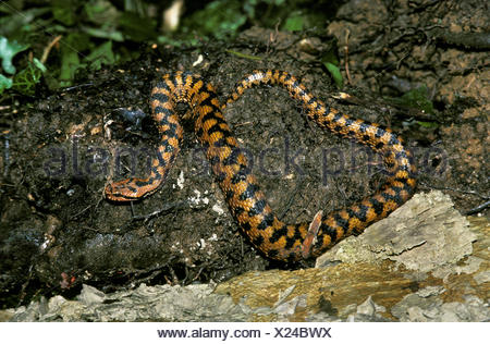 Asp Viper (Vipera aspis) adult, on floor of coniferous forest Stock ...
