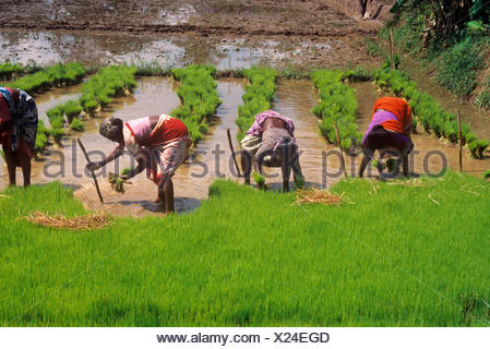 Women pulling out seedlings Stock Photo - Alamy
