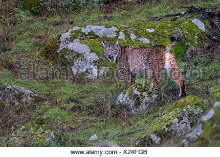 Iberian Lynx (Lynx pardinus) in its habitat Stock Photo - Alamy