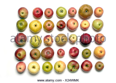 Overview of different old apple varieties Stock Photo - Alamy