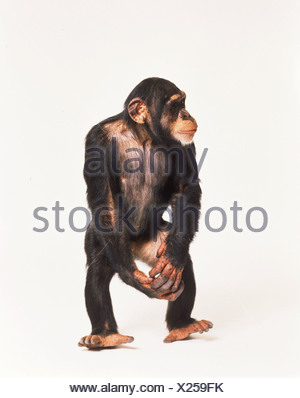 Chimpanzee (Pan troglodytes) standing upright with hands over its eyes ...