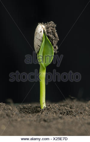 Sunflower seedling with cotyledons still trapped inside the seed coat ...