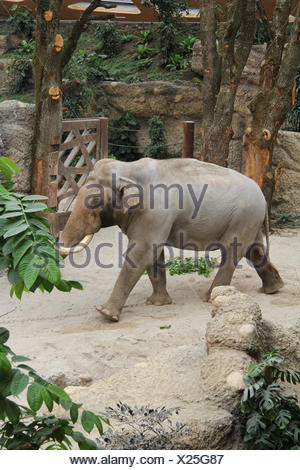 Switzerland, Zurich, zoo, elephant house, species-appropriate Stock ...