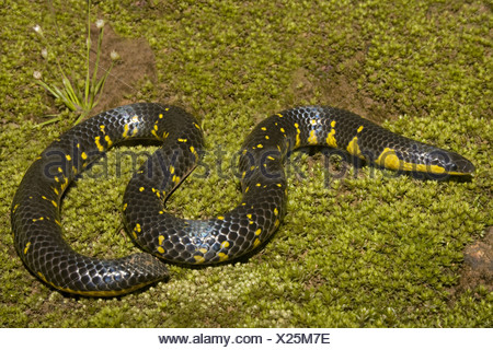 The image of Bombay Shieldtail Snake (Uropeltis macrolepis) in Stock ...
