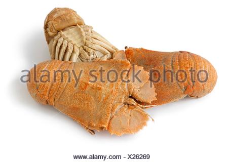 Three cooked flathead lobsters on white background Stock Photo ...