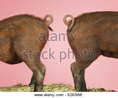 Brown pig against pink background, side view of head Stock Photo - Alamy