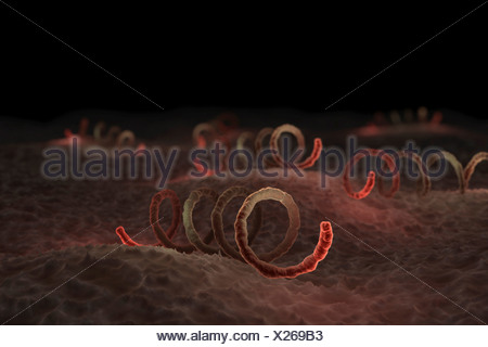 Scanning electron microscope styled treponema pallidum, the bacterium ...