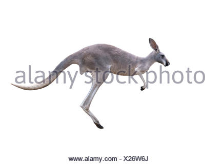 red kangaroo jumping isolated on white background Stock Photo: 85999642 ...