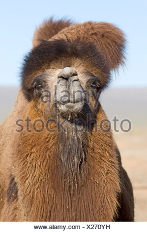 Bactrian Camel, male in breeding season. Muzzle of male in white foam ...