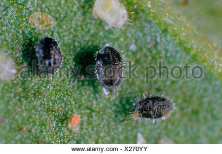 Encarsia formosa the greenhouse whitefly parasite feeding on a whitefly ...