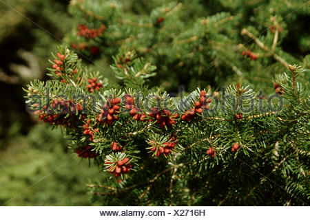greek fir (Abies cephalonica), trees in the mountains of Greece Stock ...