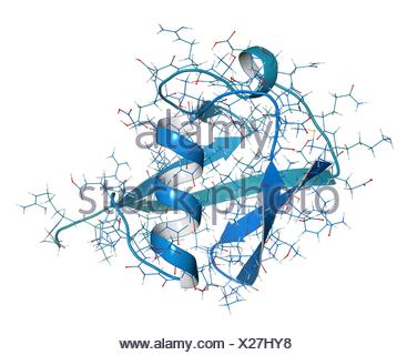 Ubiquitin protein molecule. Molecular tag that indicates proteins ...