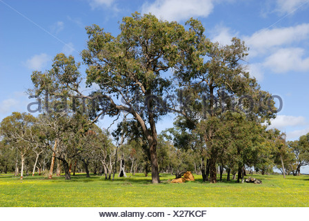 “Coolibah Tree” Australia Stock Photo: 19458364 - Alamy