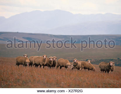 Sheep Farming, The Karoo, South Africa Stock Photo - Alamy