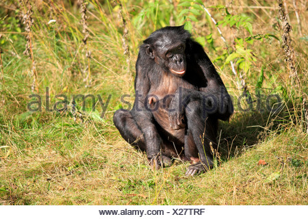 bonobo, pygmy chimpanzee (Pan paniscus), female, with swollen Stock ...