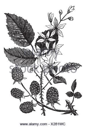 Old botanical illustration engraving of Bramble, Blackberry / Rubus ...
