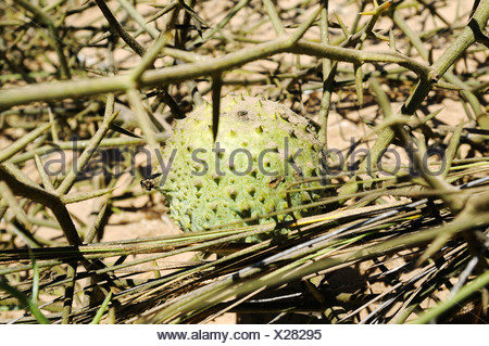 !nara melon, (Acanthosicyos horridus), Namib-Naukluft National Park ...