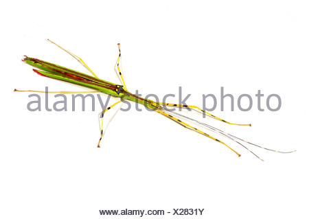 Yellow Flying Stick, Giant Pink Walking Stick (Necroscia annulipes ...