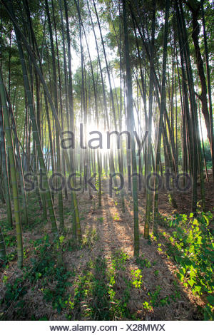 Bamboo forest in Anji, Zhejiang Province Stock Photo: 110490396 - Alamy