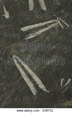 graptolite fossil fossilized Didymograptus murchisoni ordovician Stock ...