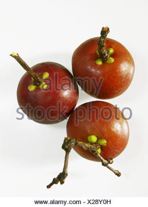 Fruit. Garcinia Indica. Family: Guttiferae. The Kokam tree. An Stock ...