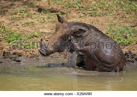 Warthog wallowing in mud and water at a waterhole in the Kruger Stock ...