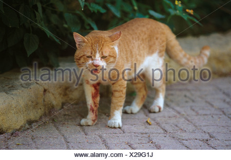 injured domestic cat tomcat after fight Stock Photo: 12223728 - Alamy